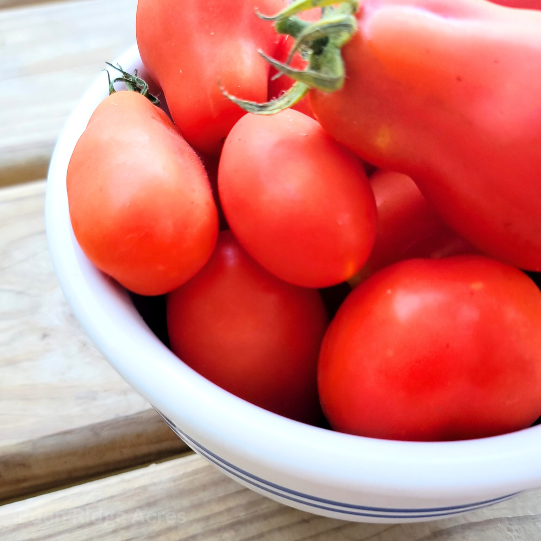 Tomato (Saucers) — Eden Ridge Acres