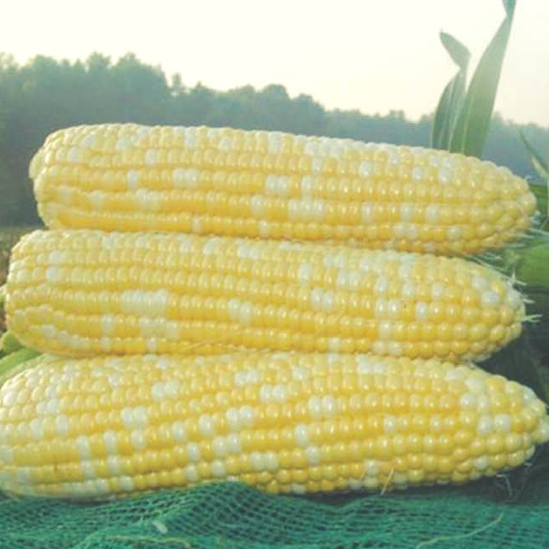 Iowa Freezer Corn — Eden Ridge Acres