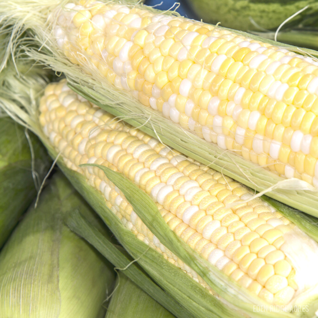 Iowa Sweet Corn — Chemical-Free Produce, Raw Milk & Honey, Pastured ...