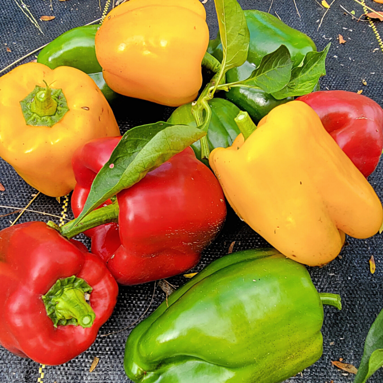 Bell Peppers — Eden Ridge Acres