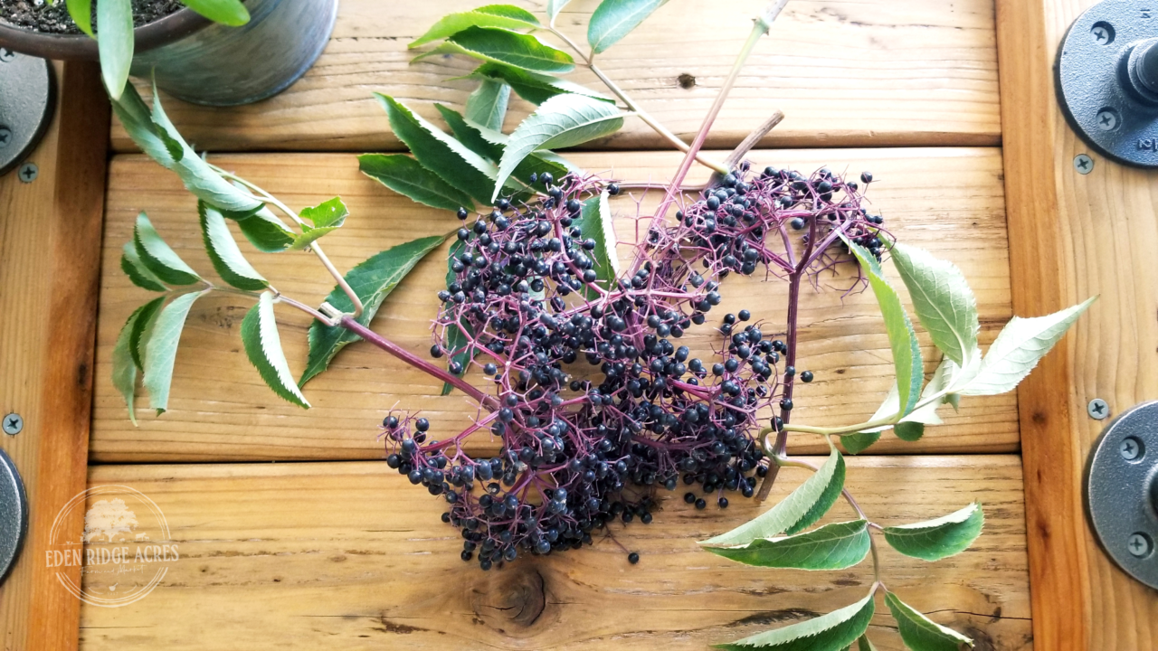 Farm Journal — Eden Ridge Acres