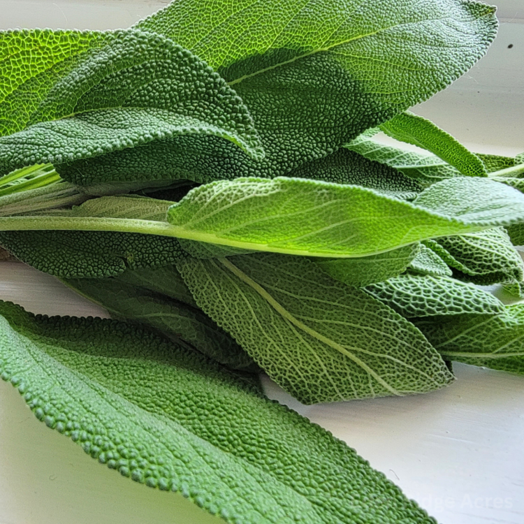 Sage (Fresh) — Eden Ridge Acres
