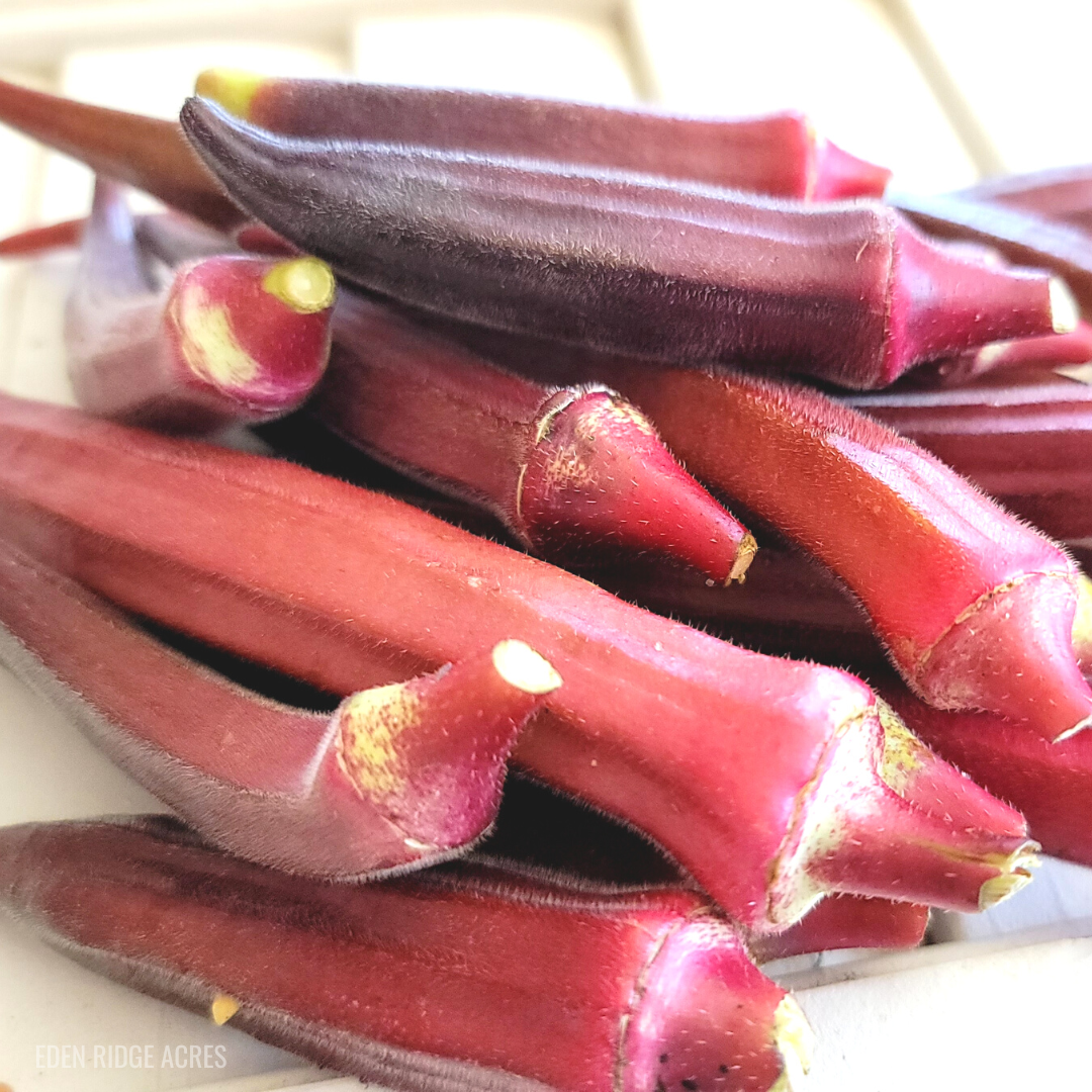 Okra (crimson) — Eden Ridge Acres