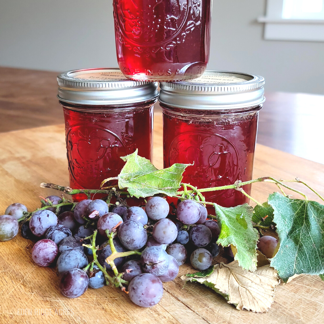 Old-Fashioned Concord Grape Jelly (8 oz) — Eden Ridge Acres