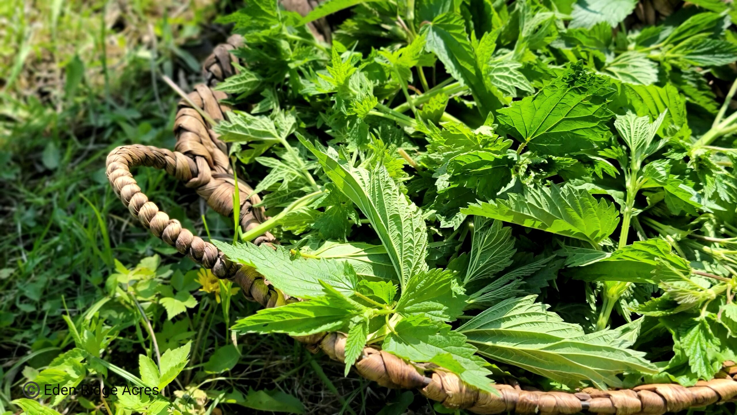 Taking the Sting Out of Nettle Leaf — Eden Ridge Acres