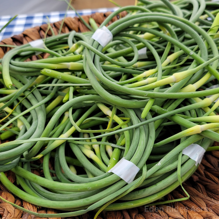 Gourmet Garlic Scapes — Chemical-Free Produce, Raw Milk & Honey ...