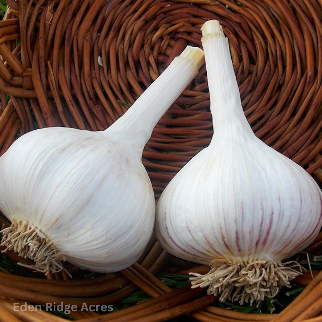 Gourmet Garlic — Eden Ridge Acres