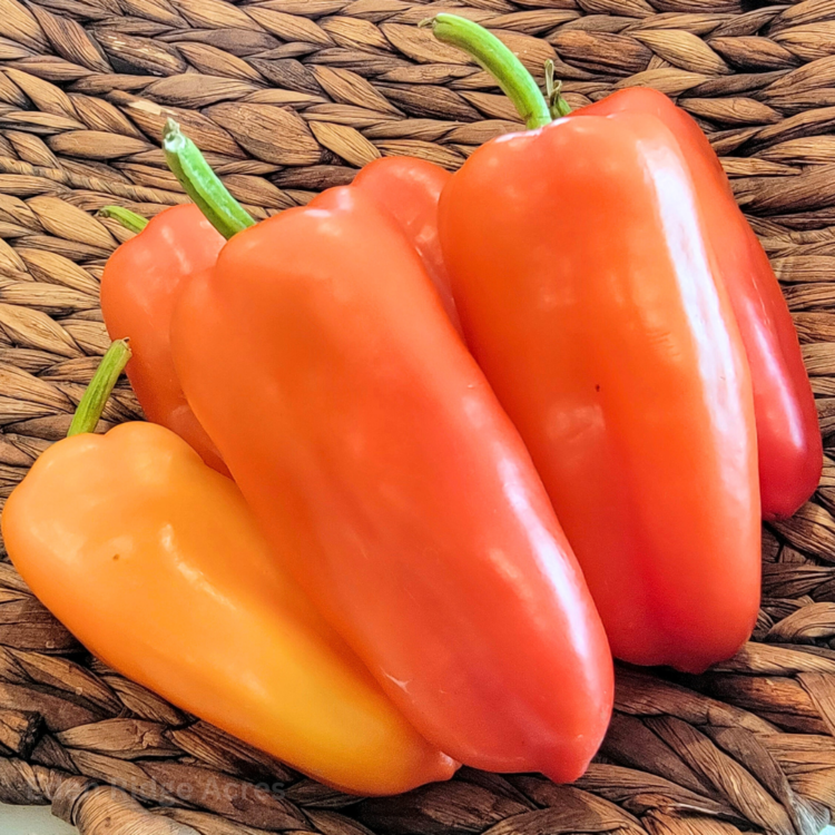Sweet Peppers — Eden Ridge Acres