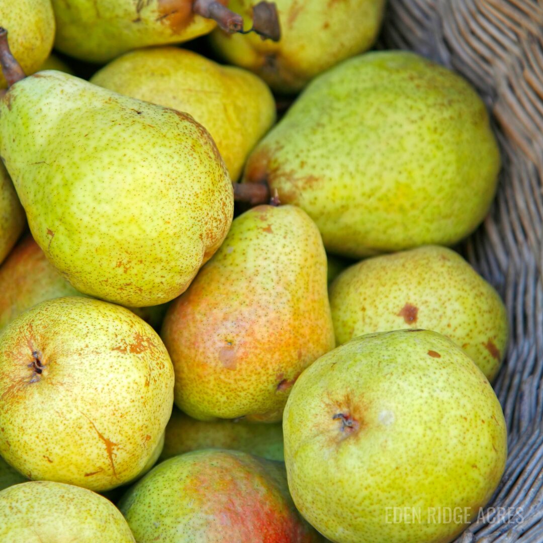 Bartlett Pears — Eden Ridge Acres