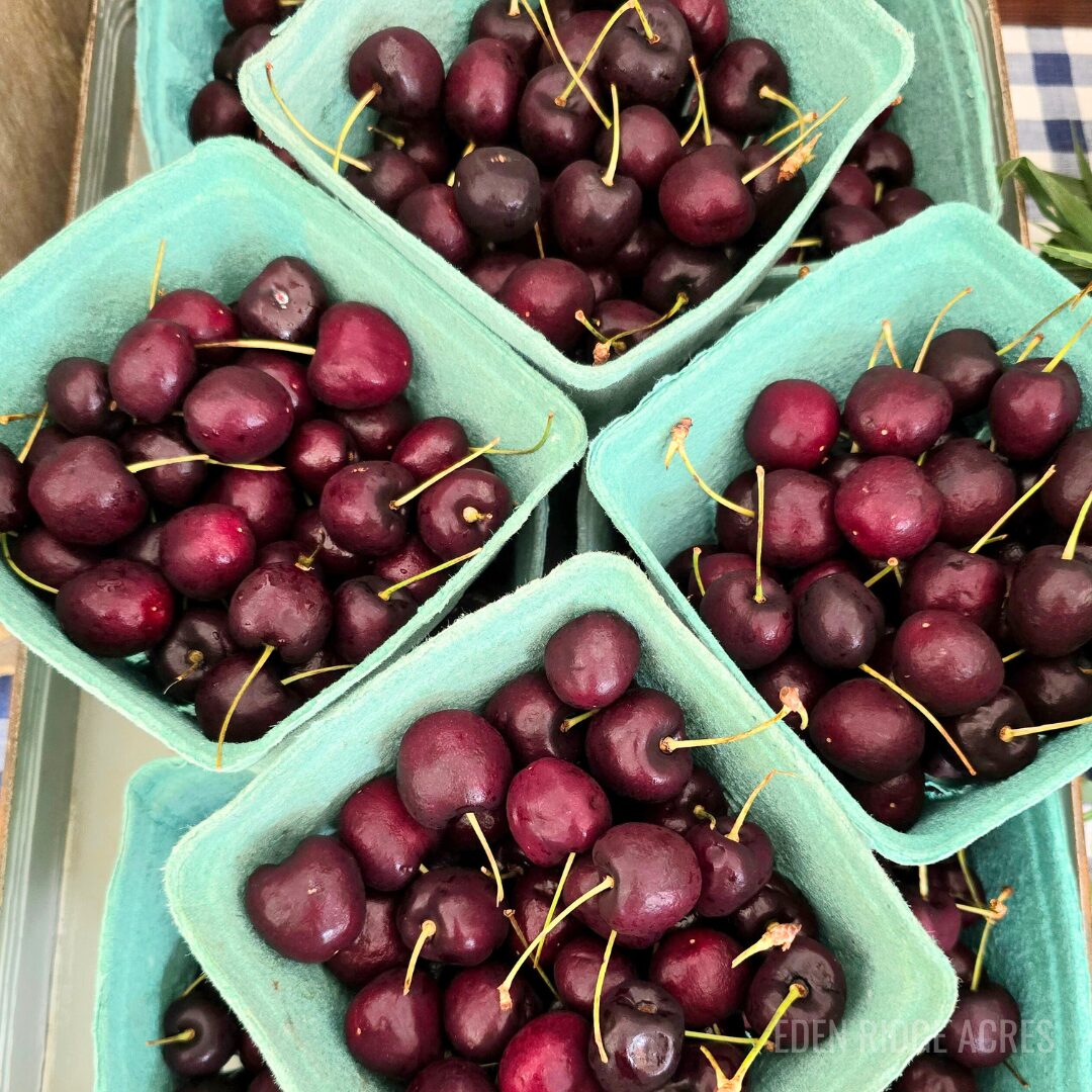 Bing Cherries (Washington) — Eden Ridge Acres