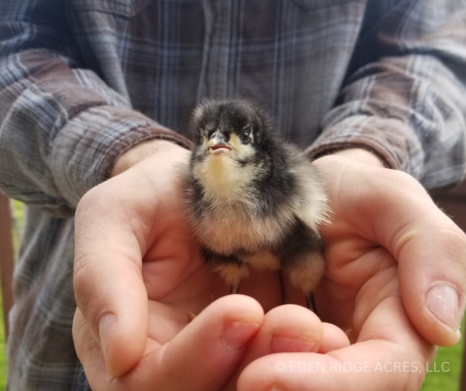 Chicken Keeping for Beginners — Chemical-Free Produce, Raw Milk & Honey ...